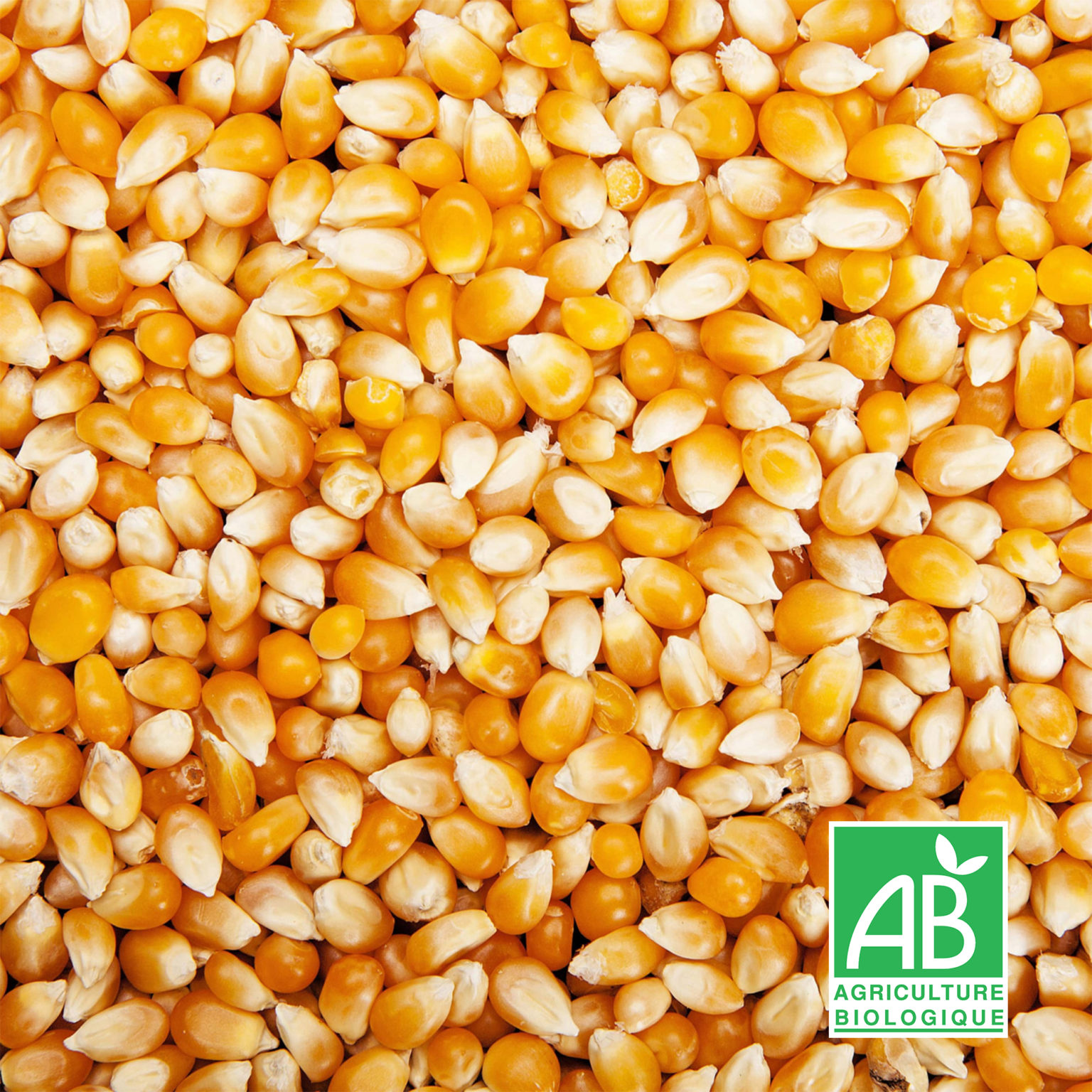 Maïs popcorn bio - LE COIN DES PRODUCTEURS